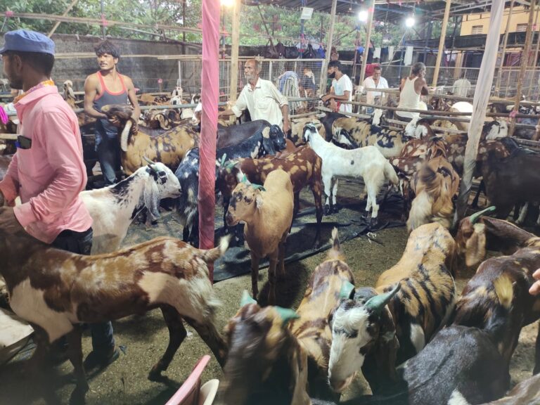 Mumbai: Deonar slaughter house shut, makeshift cattle market gaining ...